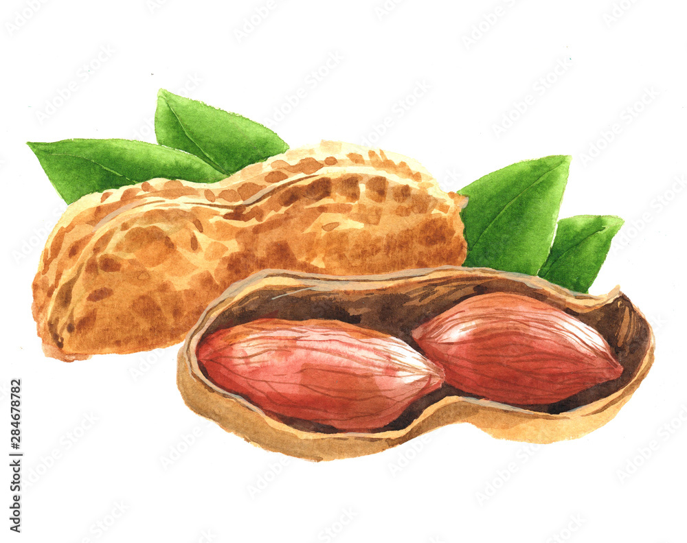 Watercolor peanut nut food isolated on a white background illustration ...