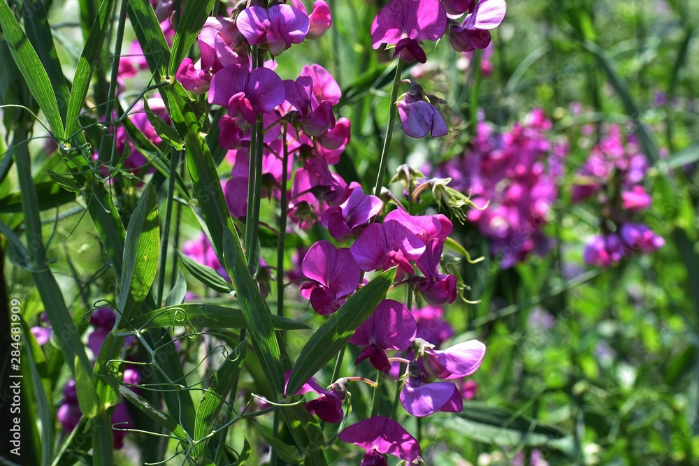 Foto de Lathyrus Latifolius, the perennial peavine, perennial pea ...
