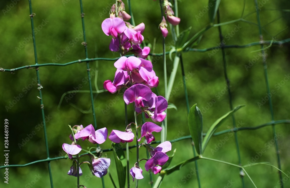 Foto de Lathyrus Latifolius, the perennial peavine, perennial pea ...