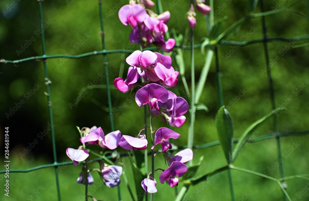 Lathyrus Latifolius, the perennial peavine, perennial pea, broad-leaved ...