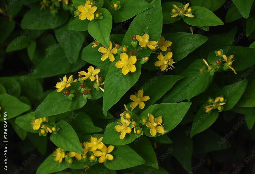 Hypericum Perforatum, known as Perforate St John's-wort, is a flowering ...