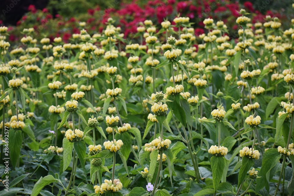 Phlomis Russeliana plant, commonly known as Turkish Sage, Jerusalem ...