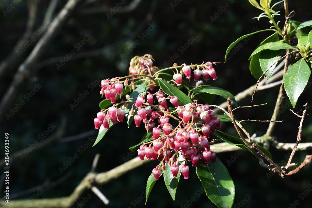 Dwarf Andromeda Plant