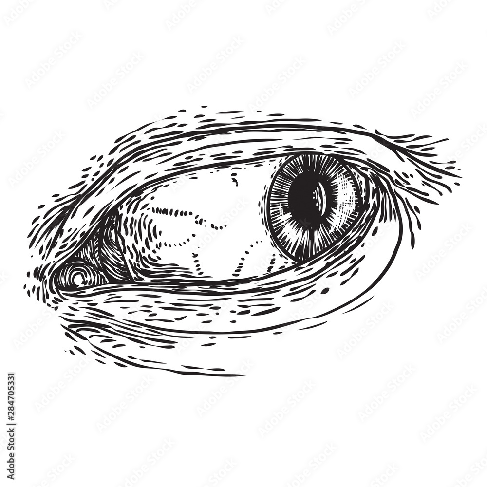 Various drawing of the all seeing eye in different direction and ...
