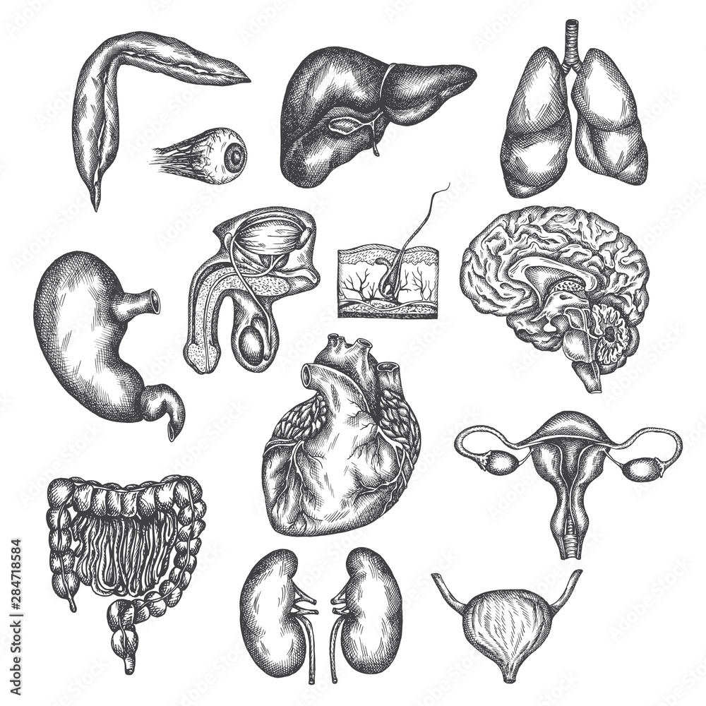Hand drawn illustration of human organs Internal organ, skin and eye ...
