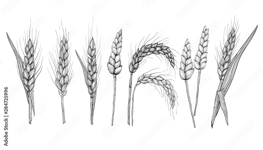 Barley Grain Drawing