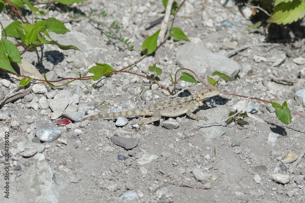 Yellow-green lizard with spots and stripes on the ground among stones ...