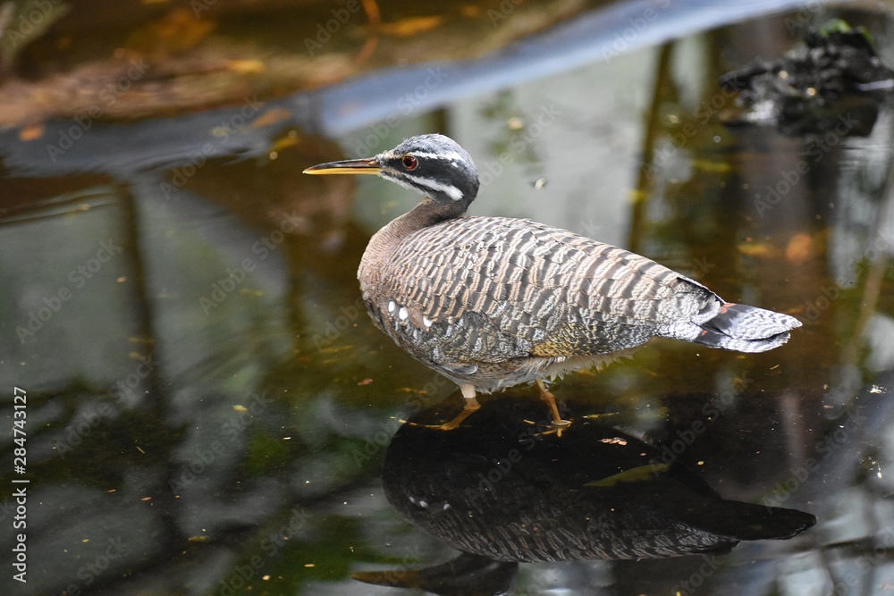 The Sunbittern (Eurypyga Helias) is a sole member of the family Eurypygidae, genus Eurypyga ...