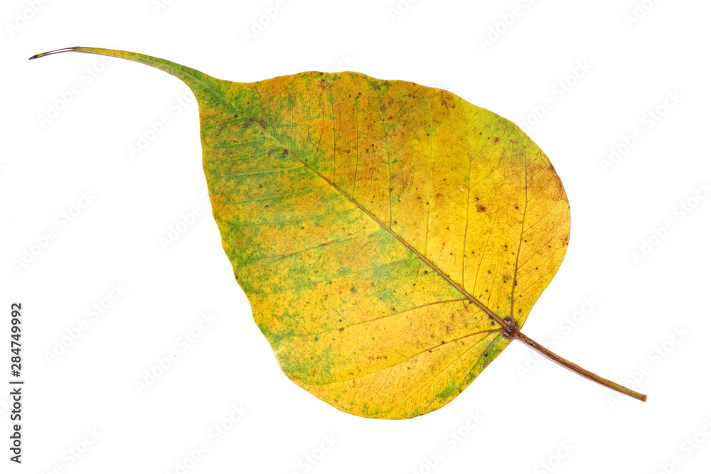 Bodhi leaf Isolated on white background. Colorful autumn leaf of Bodhi ...