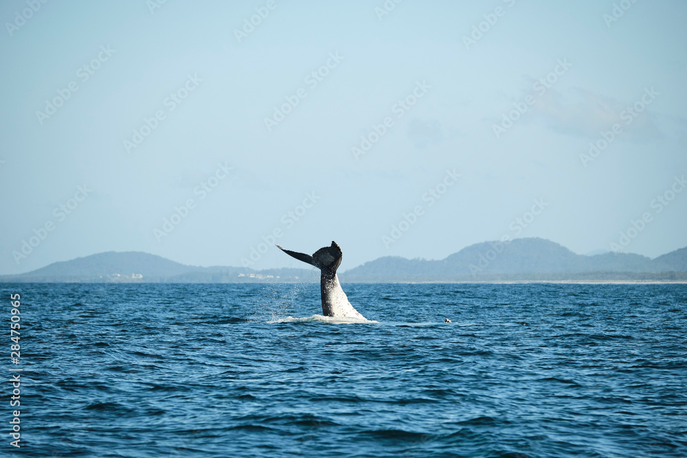 Large humpback whale splashing and slapping tail during whale season ...