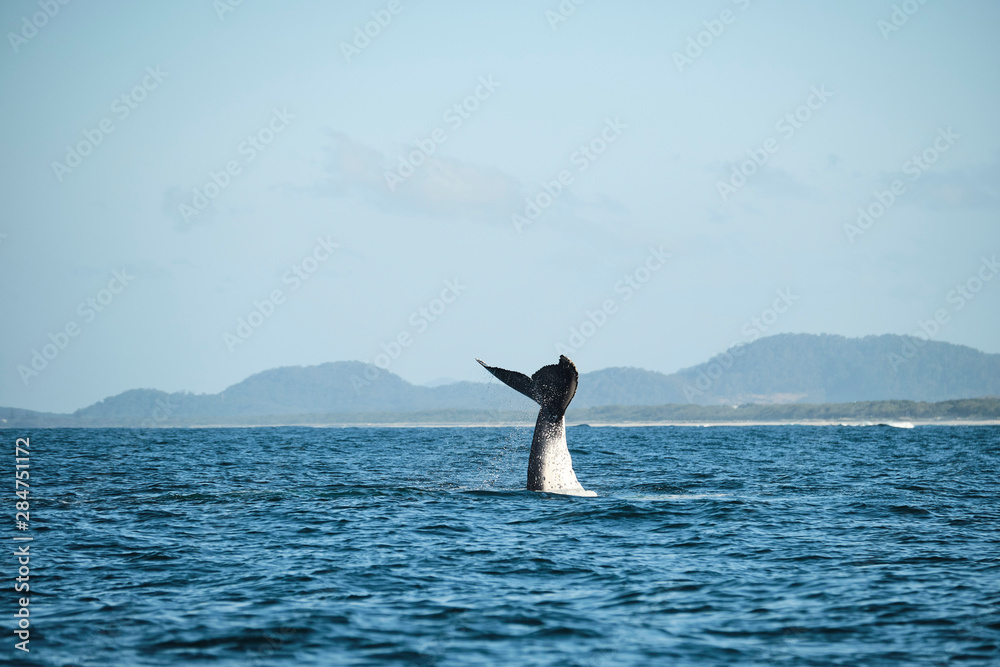 Large humpback whale splashing and slapping tail during whale season ...