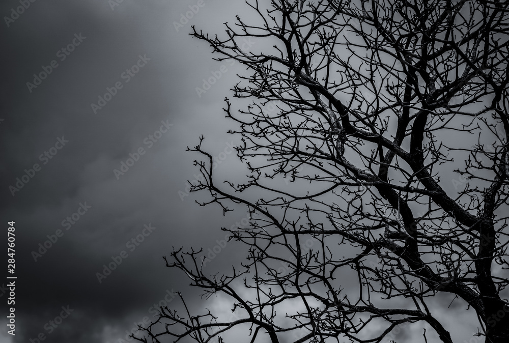 Silhouette dead tree and branch on grey sky background. Black branches ...