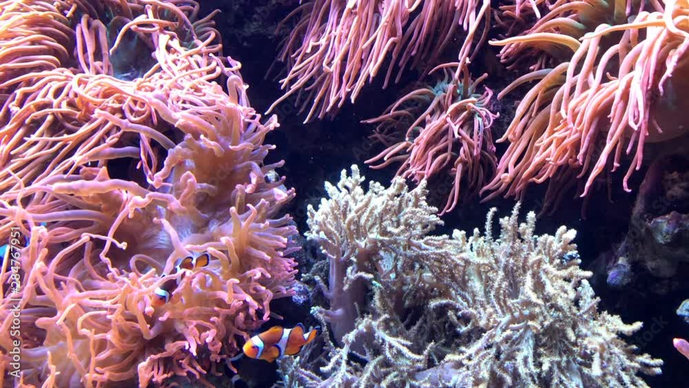 Many clownfish, or anemone fish swimming around anemone in a coral reef ...