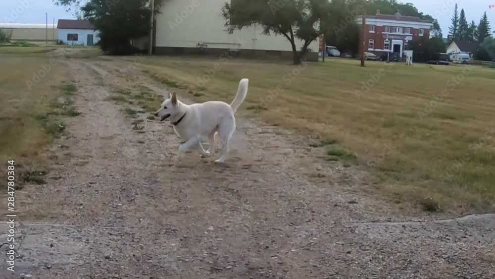 Husky dog running around in the country without a leach in a grassy ...