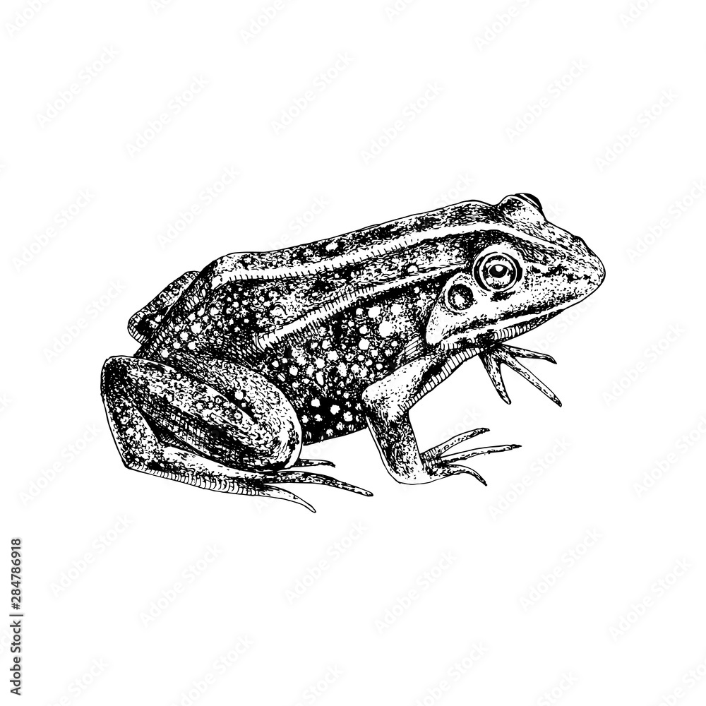 Hand drawn common water frog Stock Vector | Adobe Stock