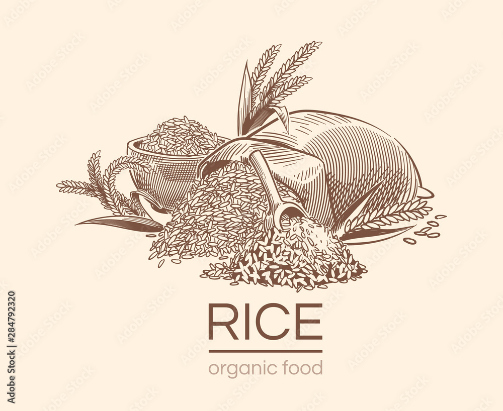 Sketch rice background. Agricultural plant, vintage hand drawn organic ...