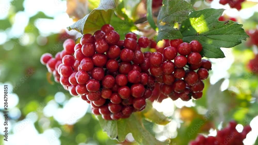 The name of this tree is Sweet viburnum. Scientific name is Viburnum ...