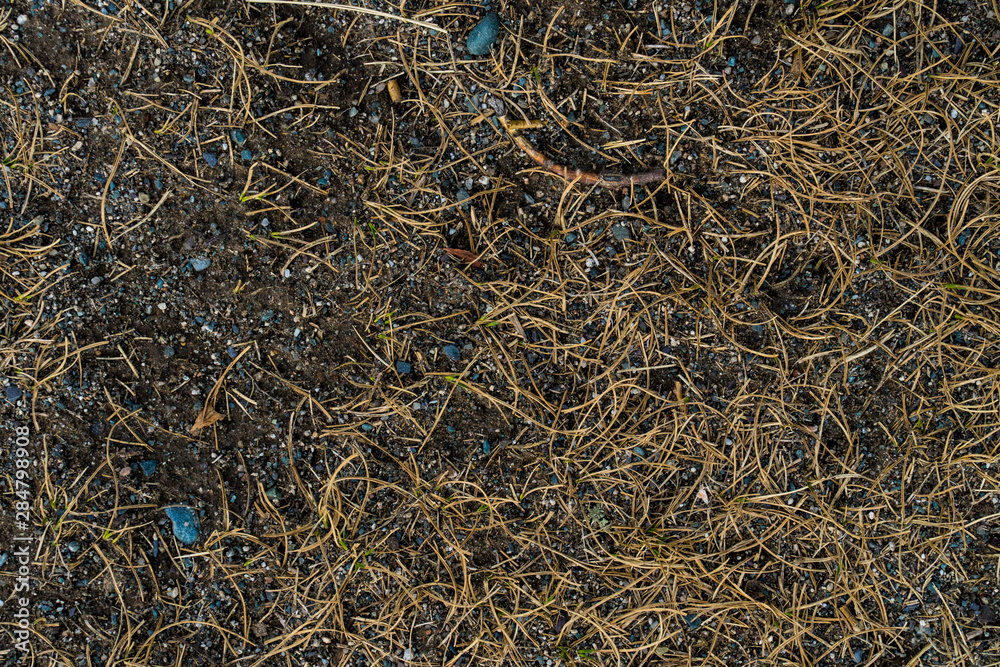 Texture of withered grass. Lifeless background image. Siberian soil ...