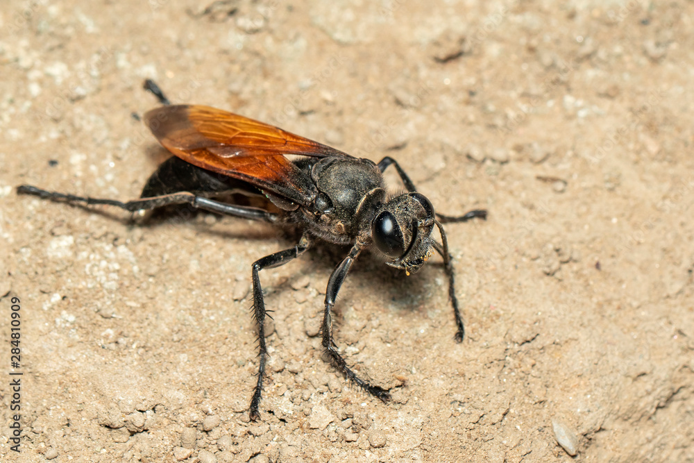 Image of sand digger wasp on the ground background., Insect. Animal ...