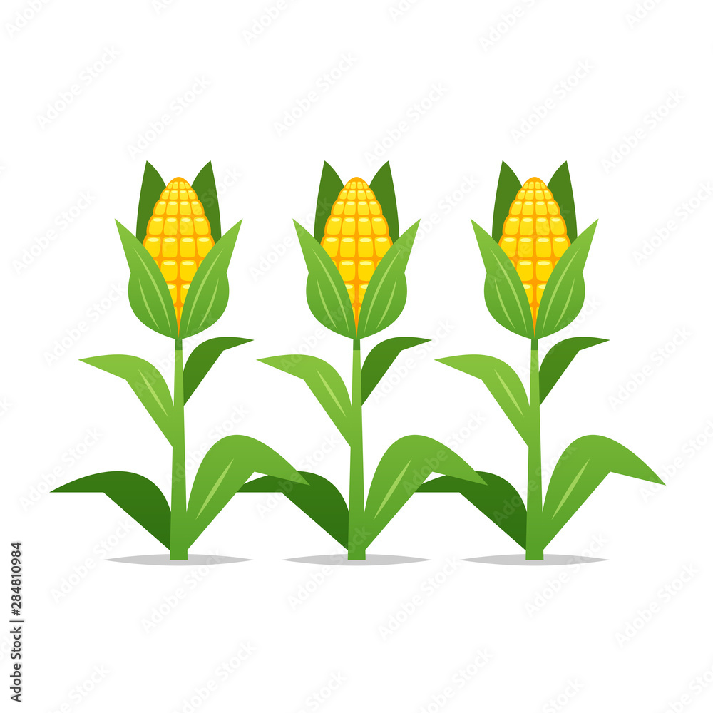 Cartoon corn plants vector isolated illustration Stock Vector | Adobe Stock