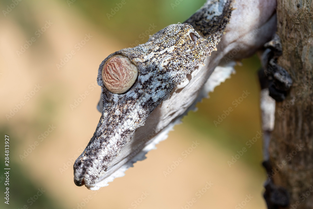 Giant leaf-tailed gecko, Uroplatus Fimbriatus, in its natural habitat ...