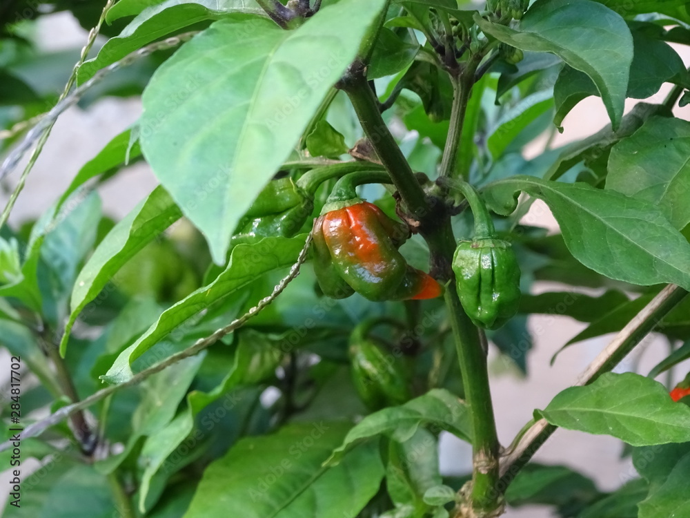Scharfste Chilli Der Welt Kaufen