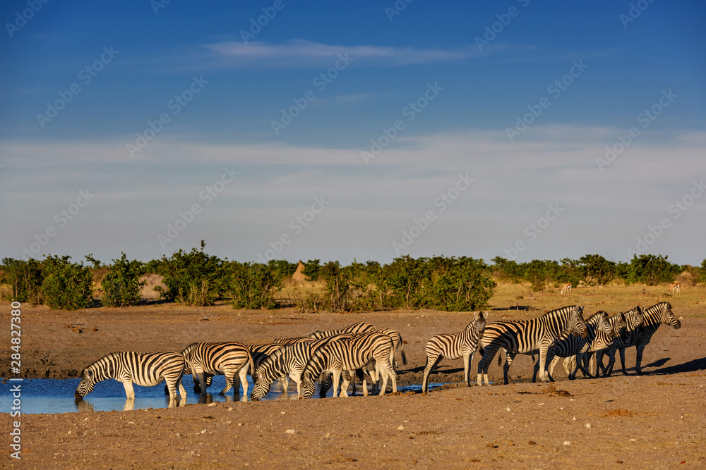Plains Zebra - Equus quagga, large popular horse like animal from ...
