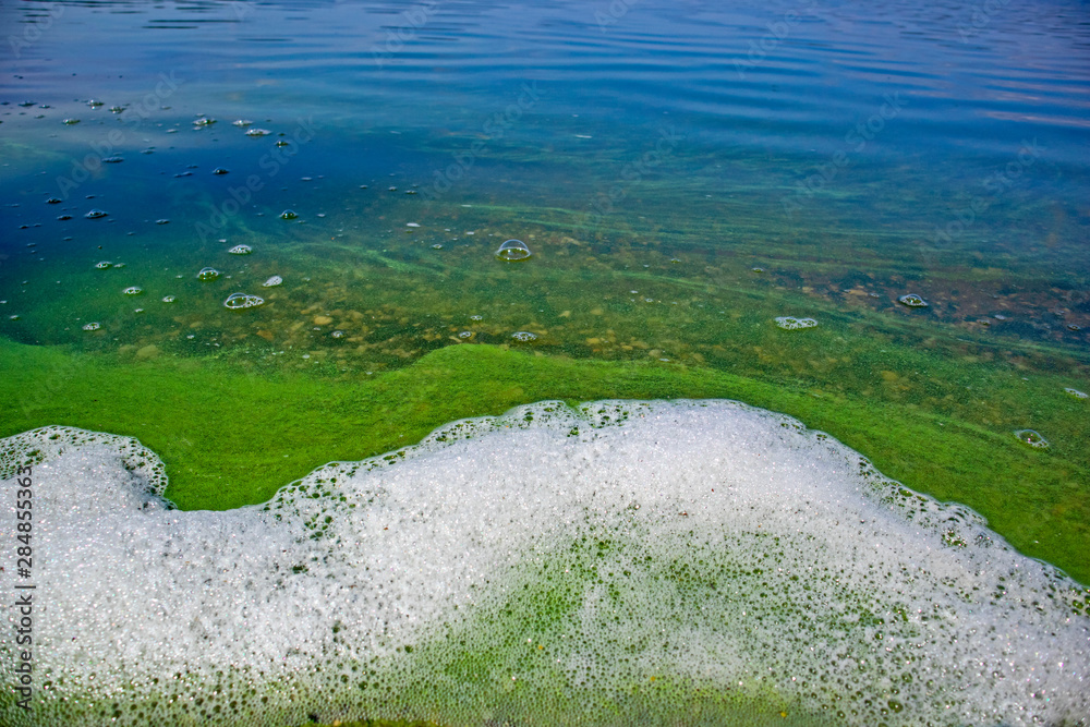 Foam and water with blooming blue-green algae (Cyanobacteria ...