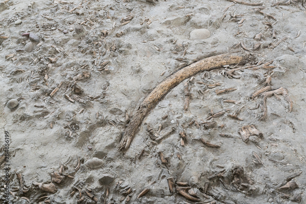 Real excavation site of animal bones including thousands years old ...