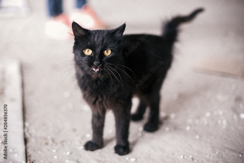 Black Cat Meowing