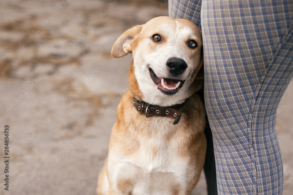 Cute homeless dog with sweet looking eyes sitting at people legs and ...