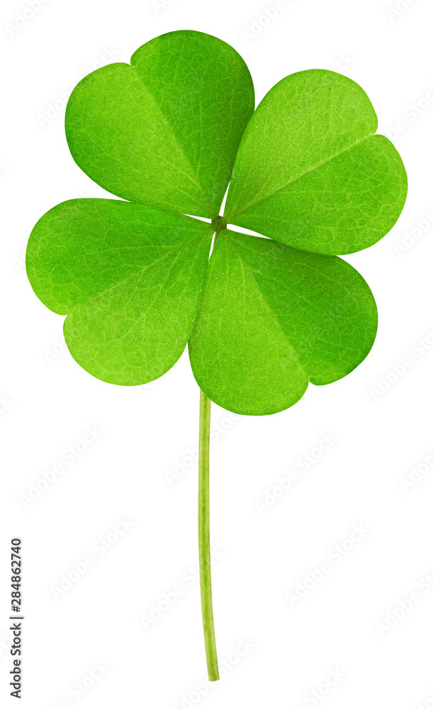 clover isolated on white background, clipping path, full depth of field ...