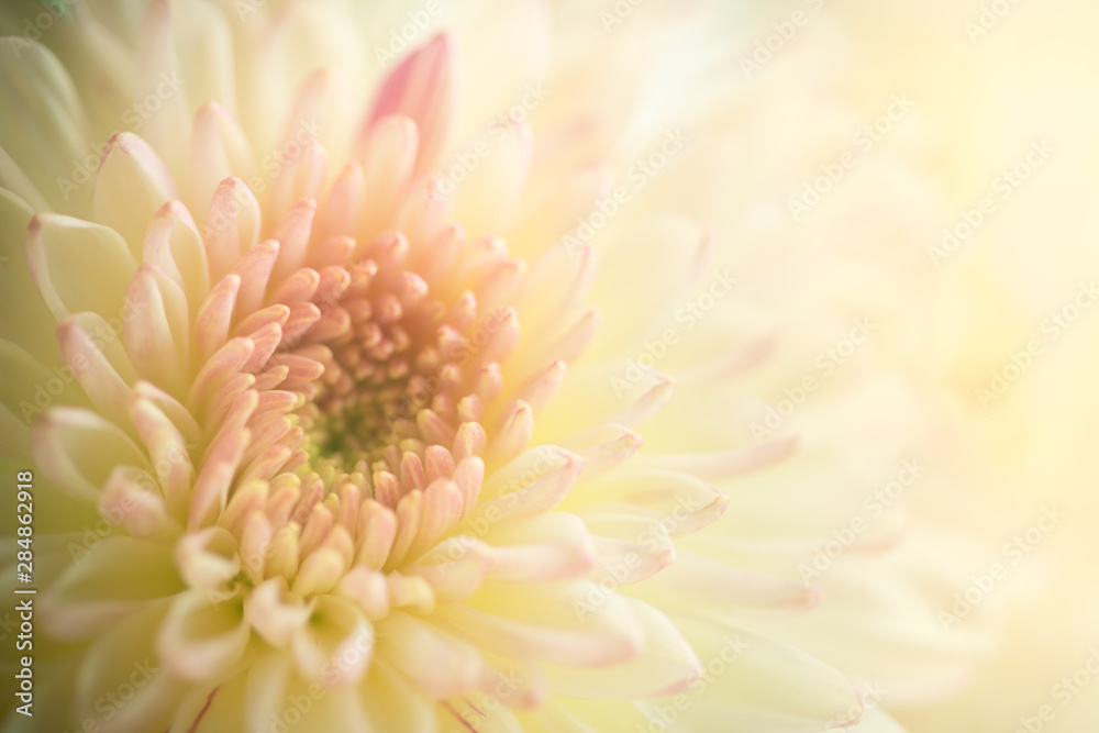 Nature of flower in garden using as cover page background natural flora ...