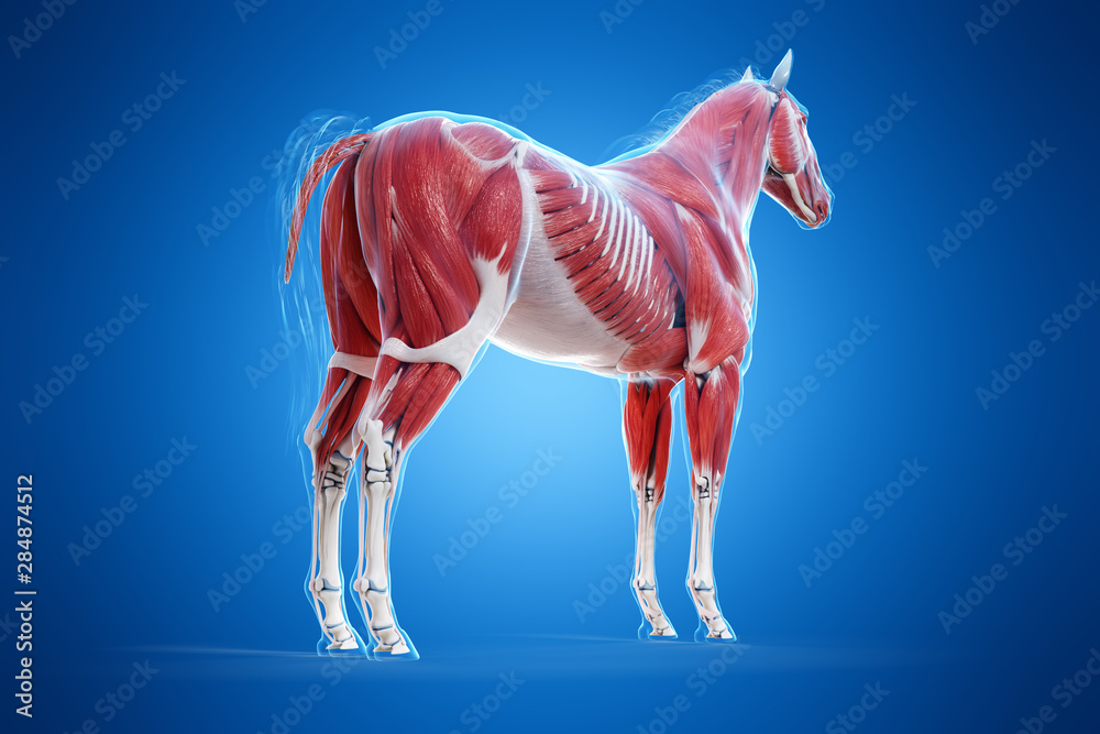 3d rendered medically accurate illustration of a horses muscle anatomy ...