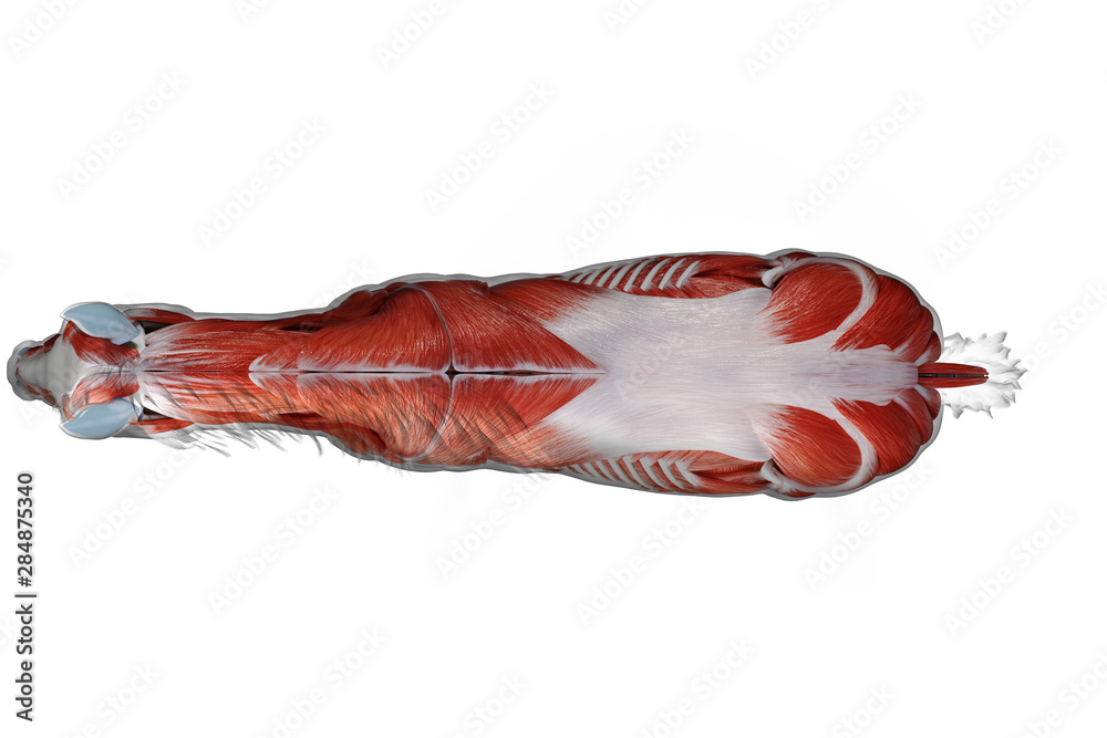 3d rendered medically accurate illustration of a horses muscle anatomy ...