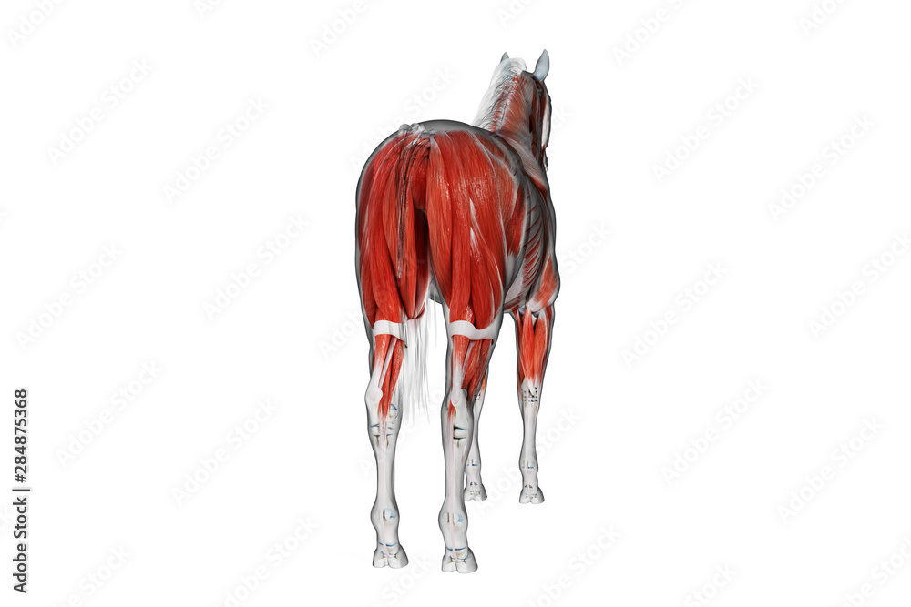 3d rendered medically accurate illustration of a horses muscle anatomy ...
