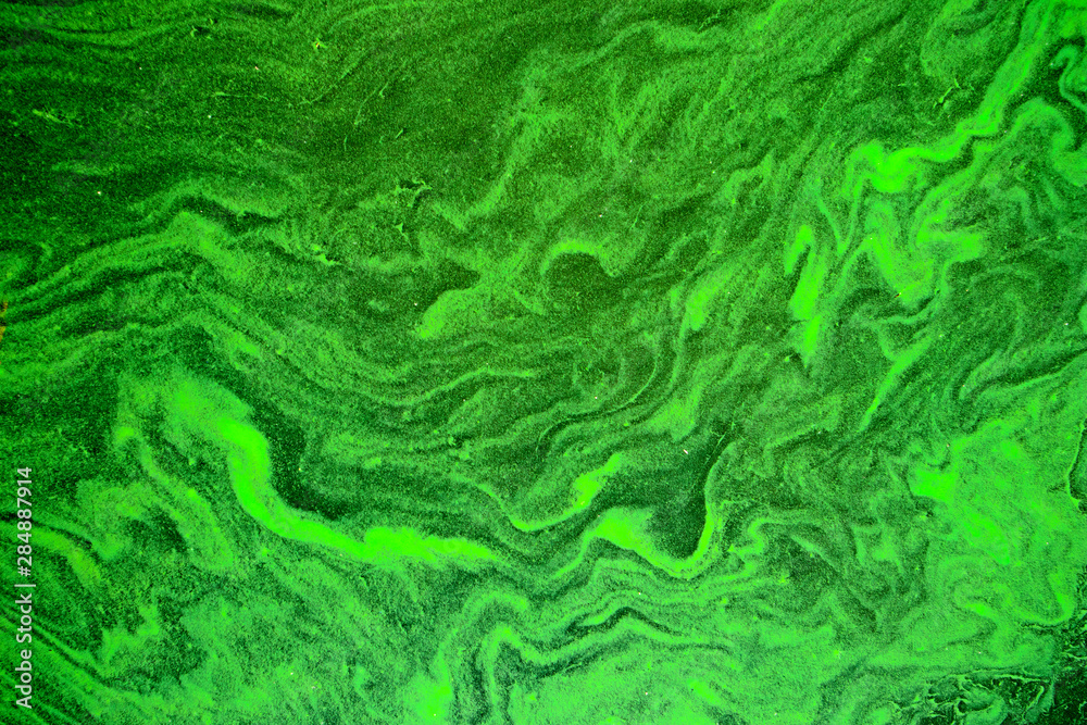 Blooming blue-green algae (Cyanobacteria). Water pollution of rivers ...