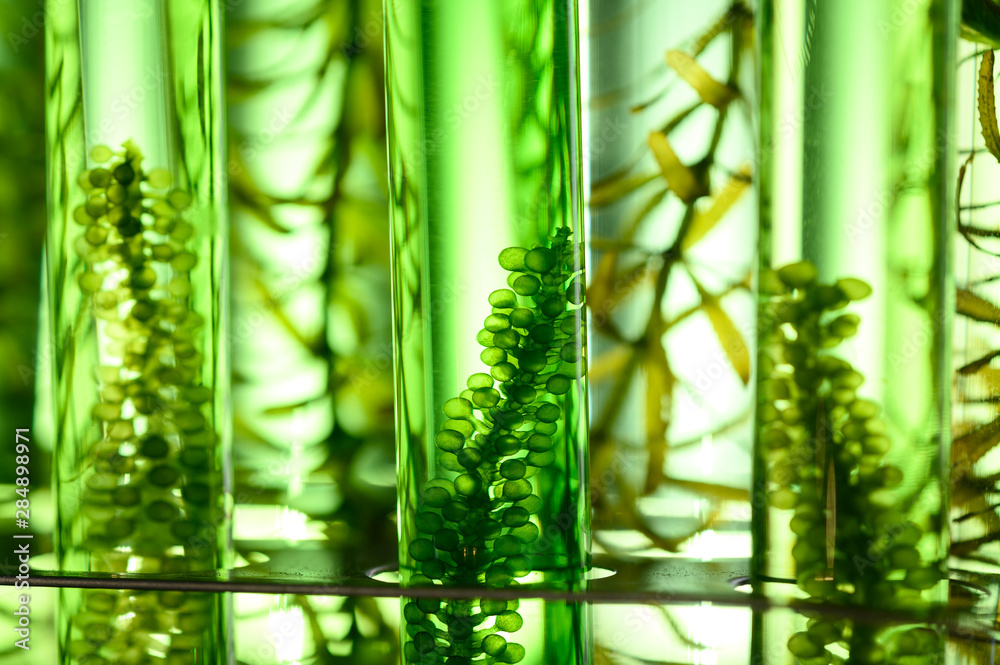 algae biofuel tube in biotech laboratory, Photobioreactor in lab algae ...