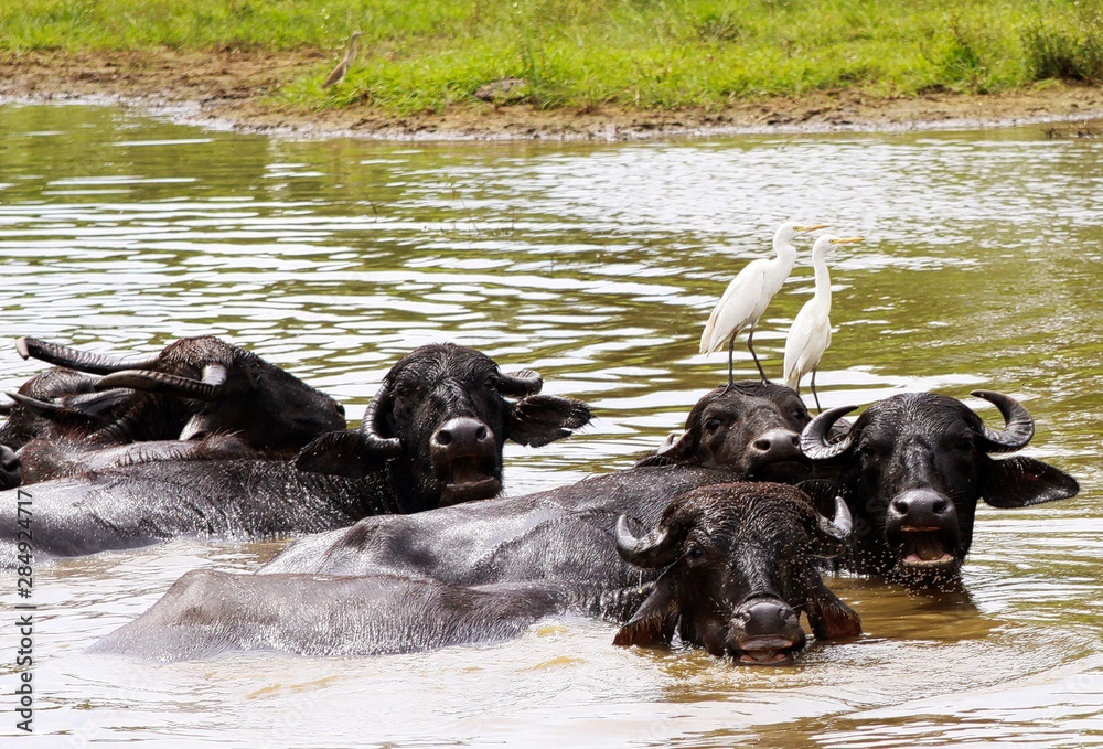 Wild asian water buffalos (Bubalus arnee) with curved horns bathing in ...