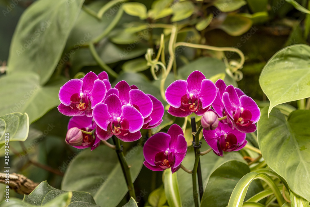 Orchidée phalaenopsis dans une serre tropicale Stock Photo | Adobe Stock