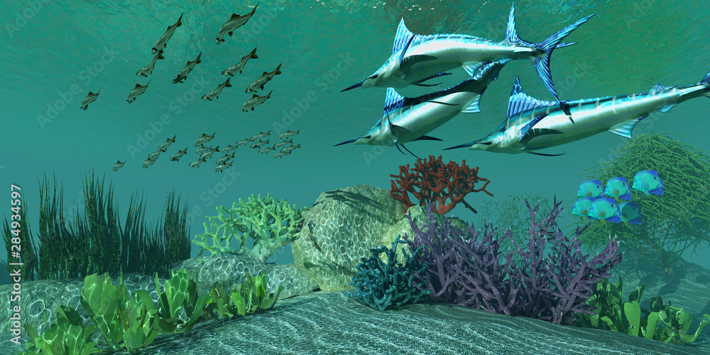 Marlin hunt Pacific Herring - Predatory Blue Marlin fish swim after a ...