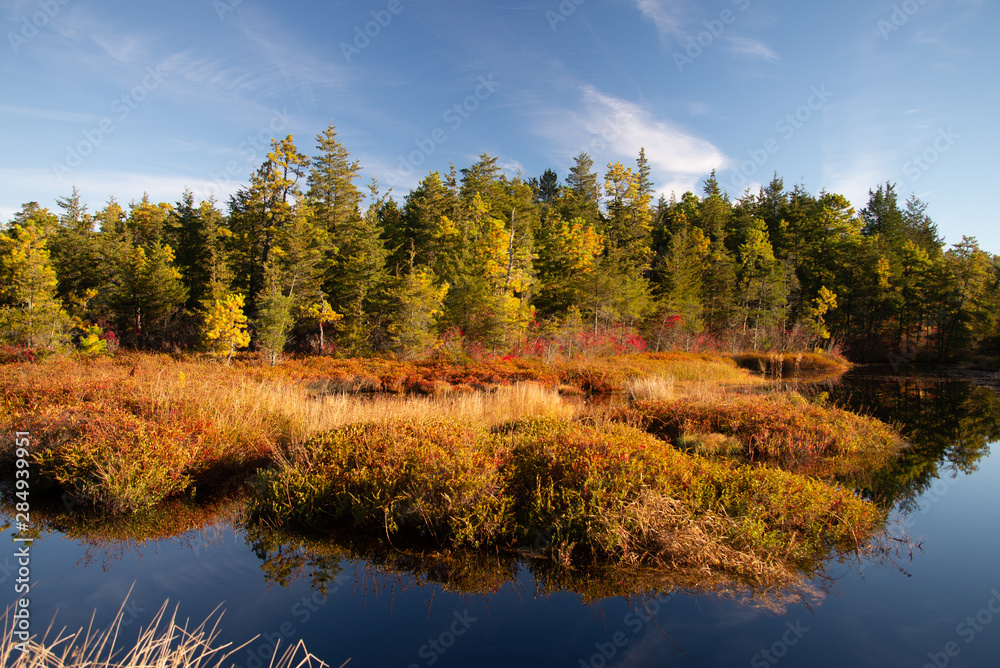 Pines Stock Photo | Adobe Stock