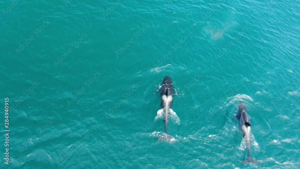 Group of Killer whales Orcinus orca traveling in blue ocean water ...