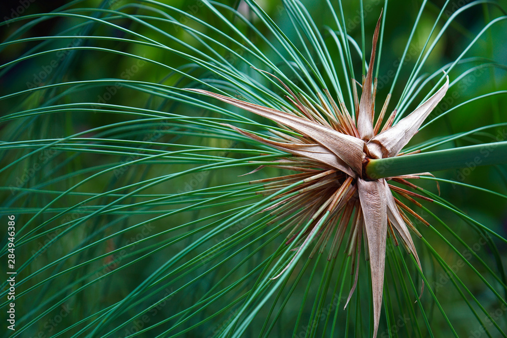 Papyrus (Cyperus papyrus). Called Papyrus sedge, Paper reed, Indian ...