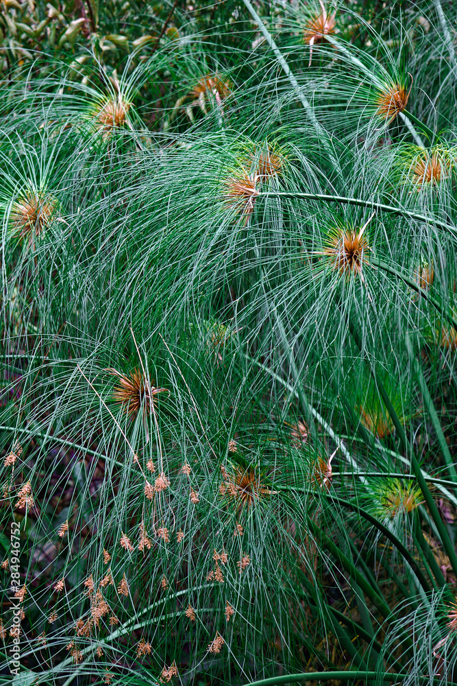 Papyrus (Cyperus papyrus). Called Papyrus sedge, Paper reed, Indian ...