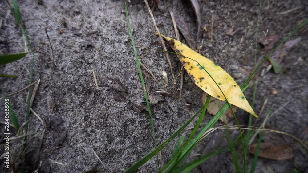rey forest soil with green grass and yellow leaf and many ants swarming ...