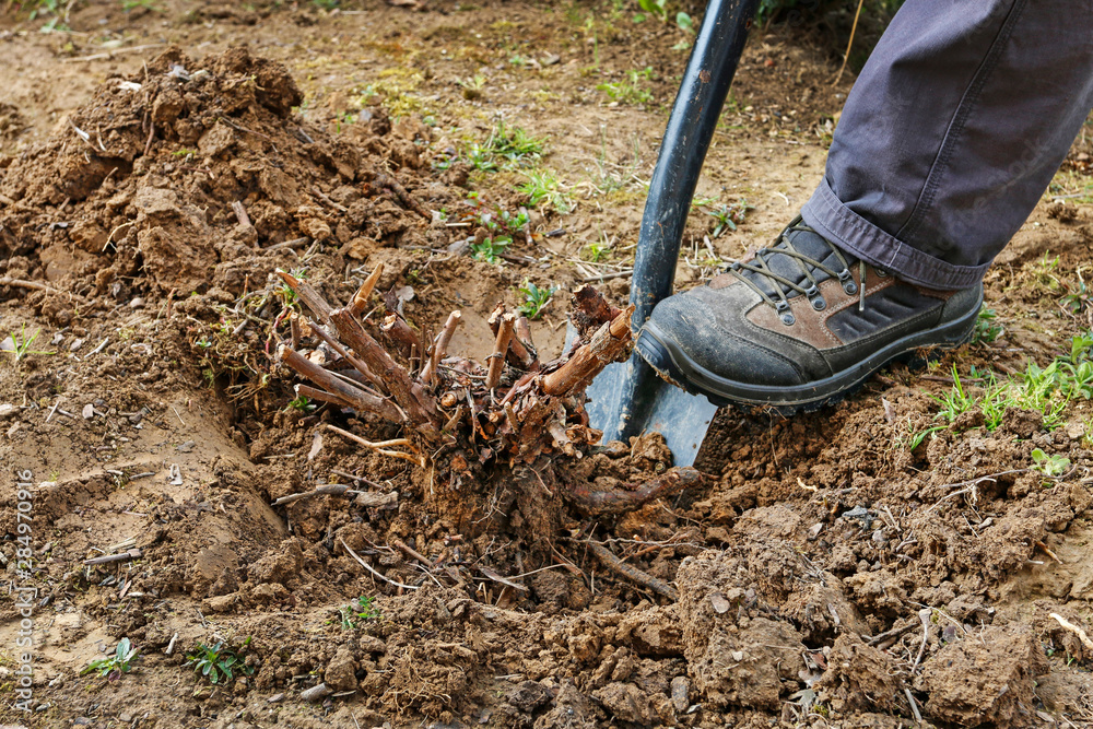 Gardener at work: How to remove old roots from the ground Stock Photo ...