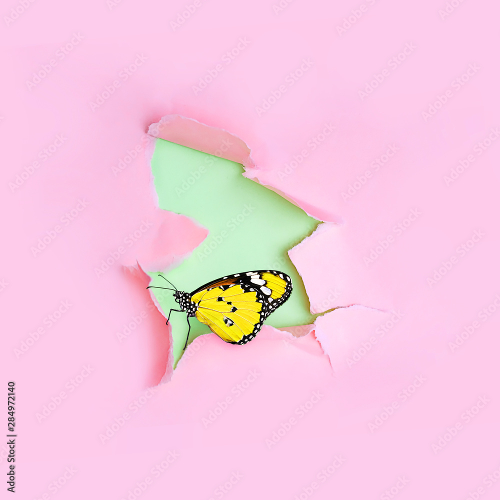 hole in paper and butterfly. beautiful butterfly on torn hole paper ...