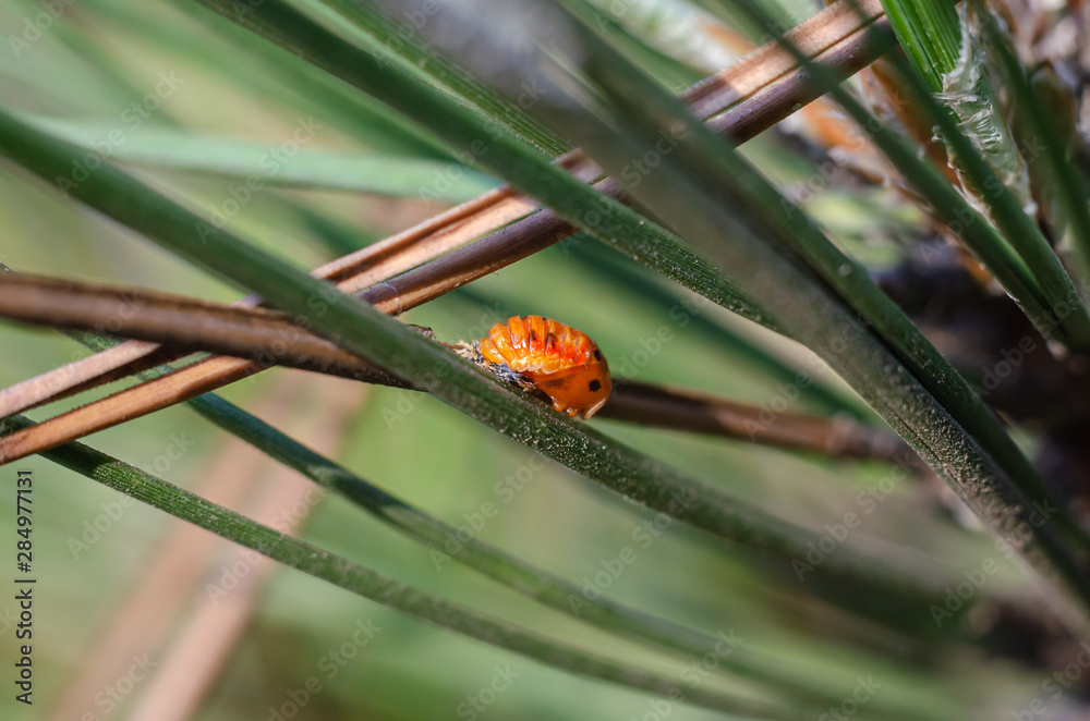 Ladybug Larva (Coccinellidae) sits on pine needles. Eye level shooting ...