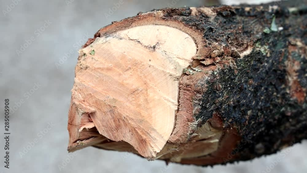 Tamarind tree is cut with an axe Shows the inside of the trunk of a ...